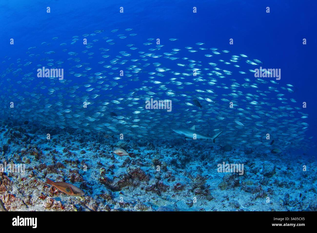 Grey reef shark during dive in Fakarava atoll. Reef shark on the bottom ...