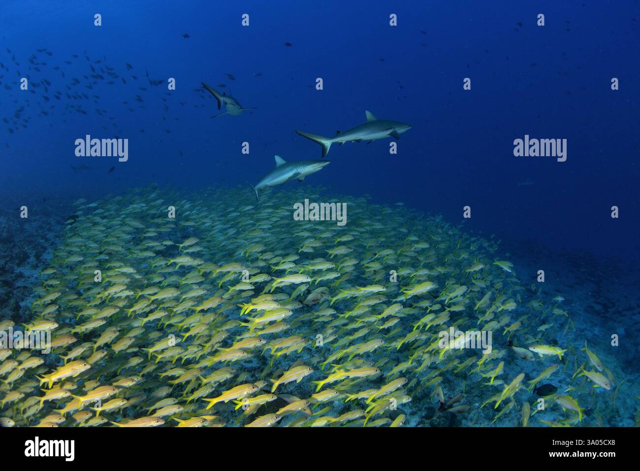 Grey reef shark during dive in Fakarava atoll. Reef shark on the bottom ...