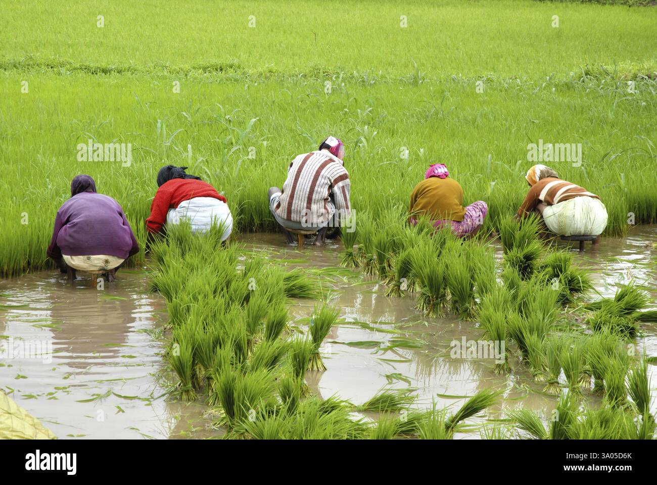 People working in paddy field at malshej ghat, Maharashtra, India, Asia ...