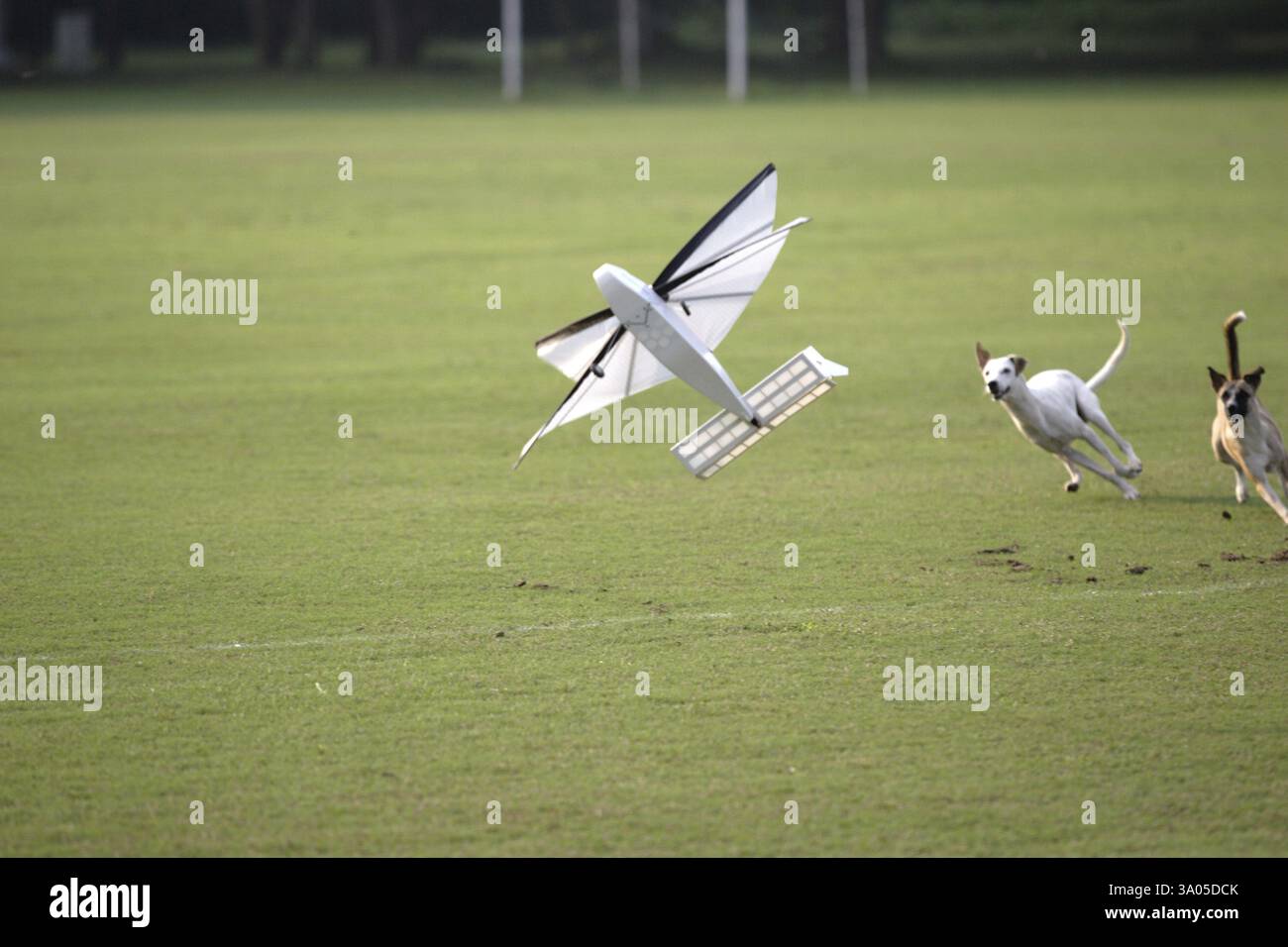 Dog running after flying aircraft model made by students of iit, Powai ...