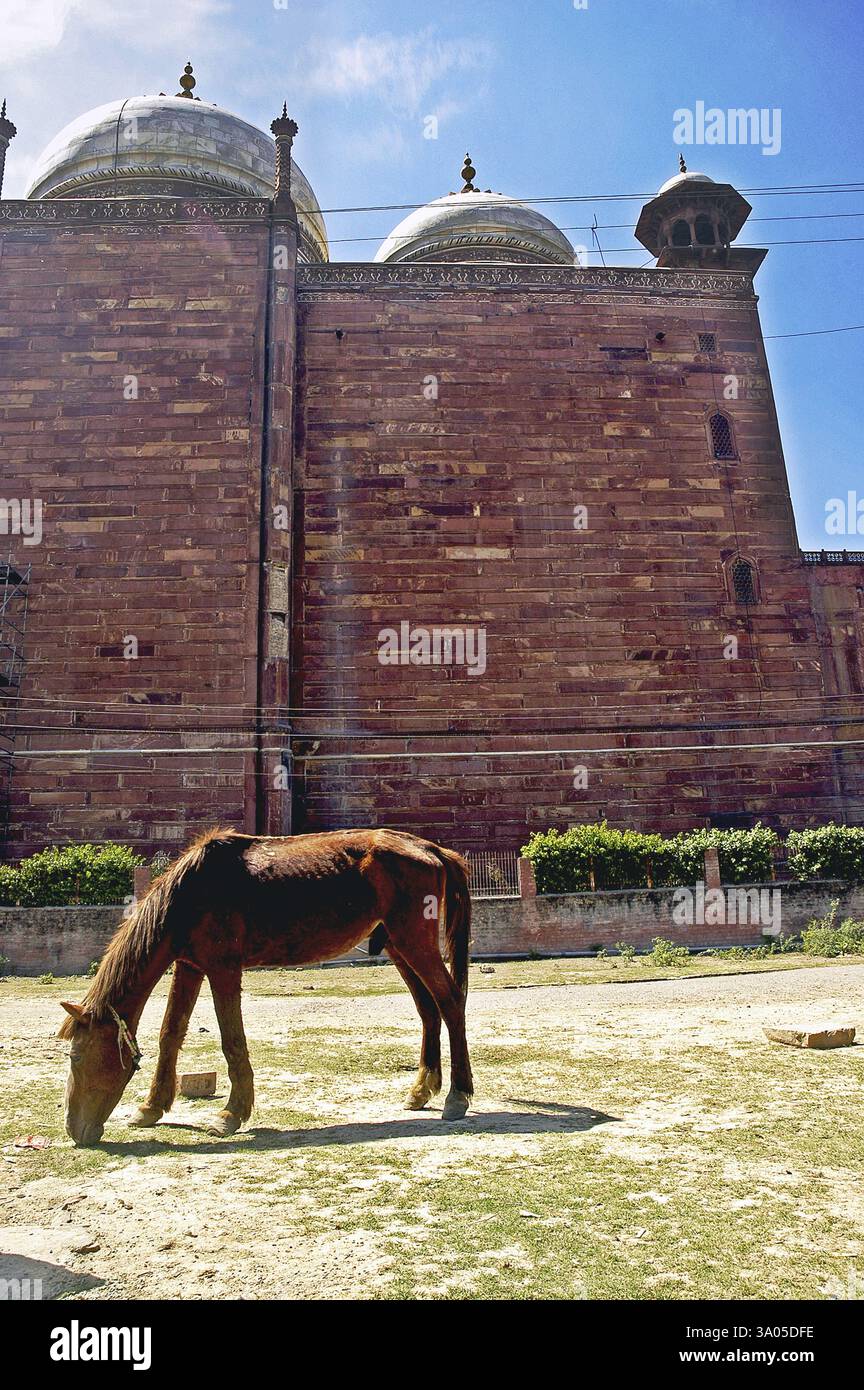 Horse grazing behind Taj Mahal Agra Ancient animal artist artistic ...