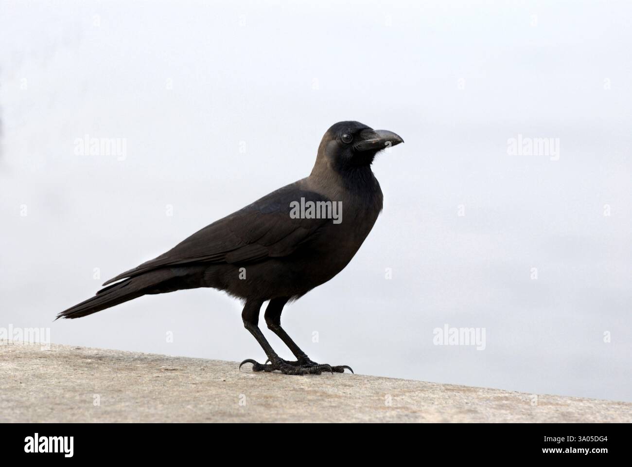 Birds, Common Crow perched on parapet wall at Marine Drive, Bombay ...