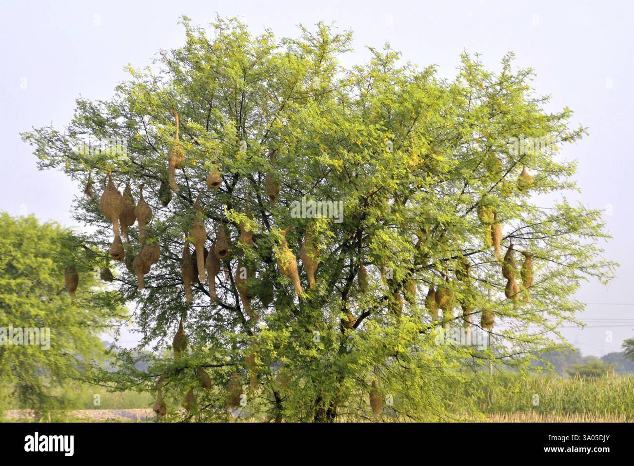 Nests of Baya bird on a tree Kolkata India Asia Stock Photo - Alamy