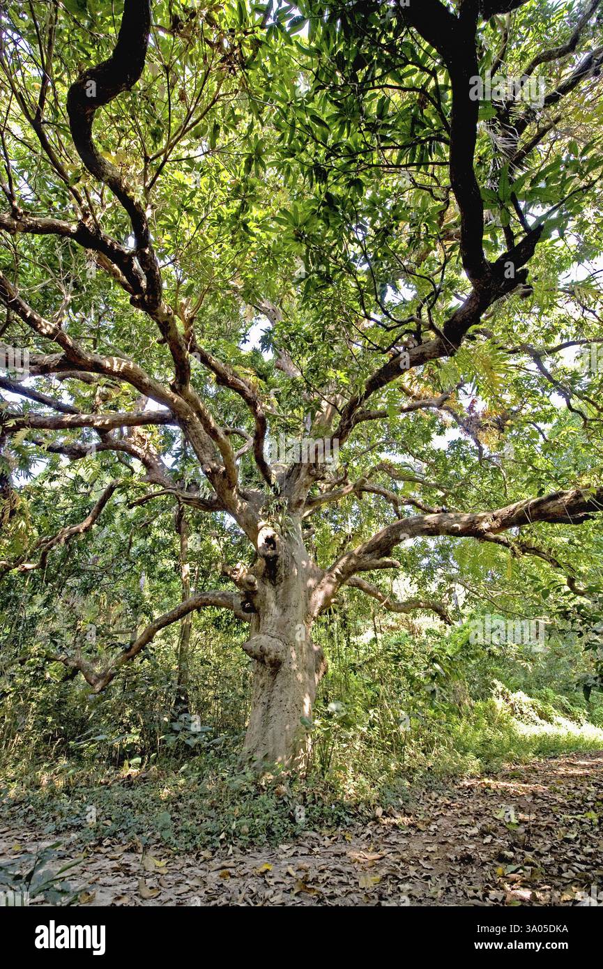 Mango tree forest mangifera indica, Calcutta, West Bengal, India, Asia ...