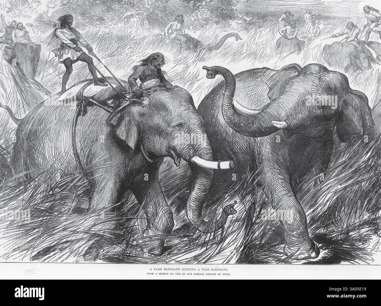 Royalty on Tour Tame Elephant Hunting Wild Elephant, India, Asia Stock ...