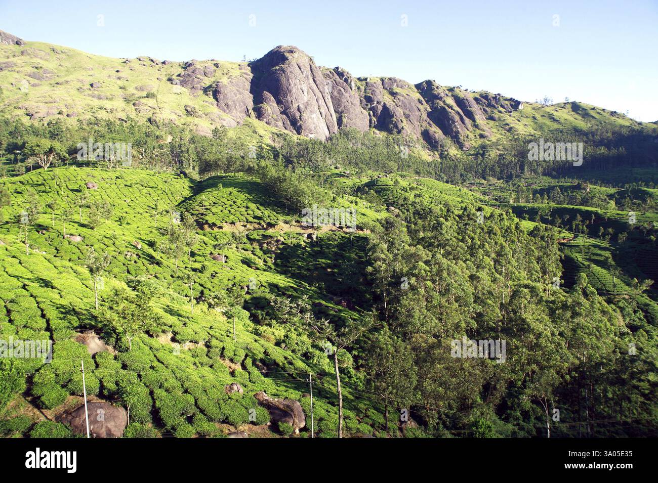Tea farm, Munnar, Kerala, India, Asia Stock Photo - Alamy
