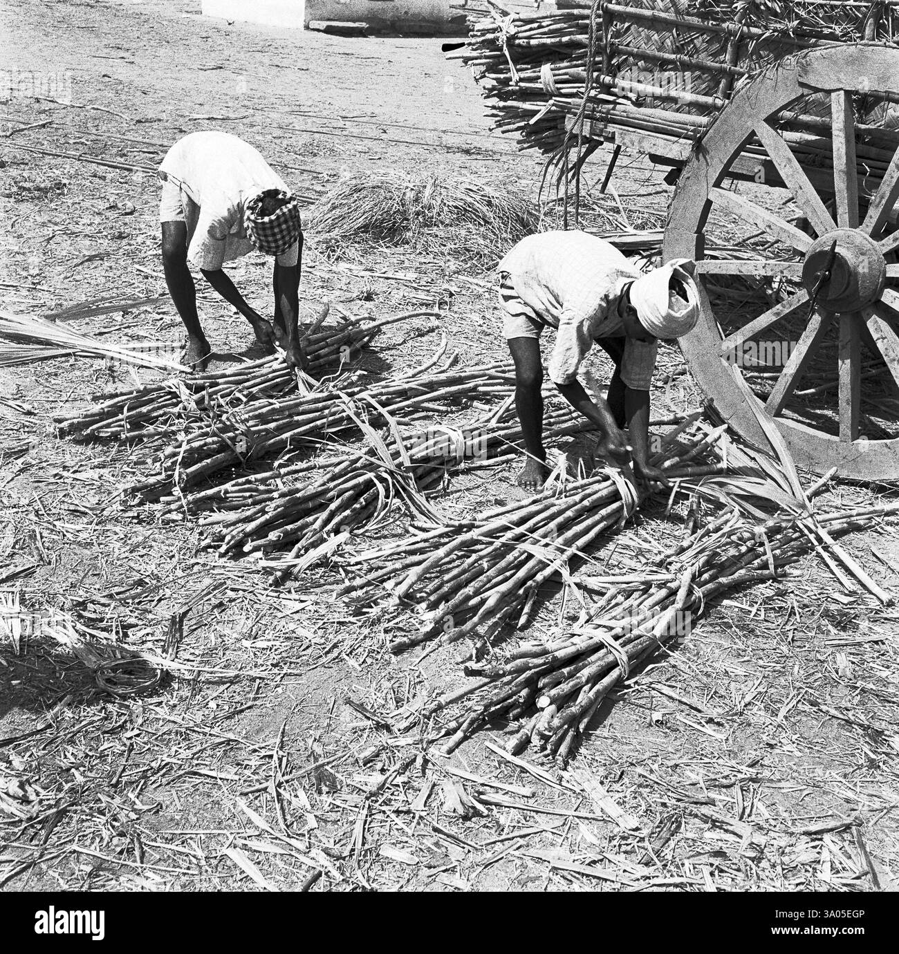 Year 1955, people working in sugar factory, bundling sugarcanes, Mandya ...