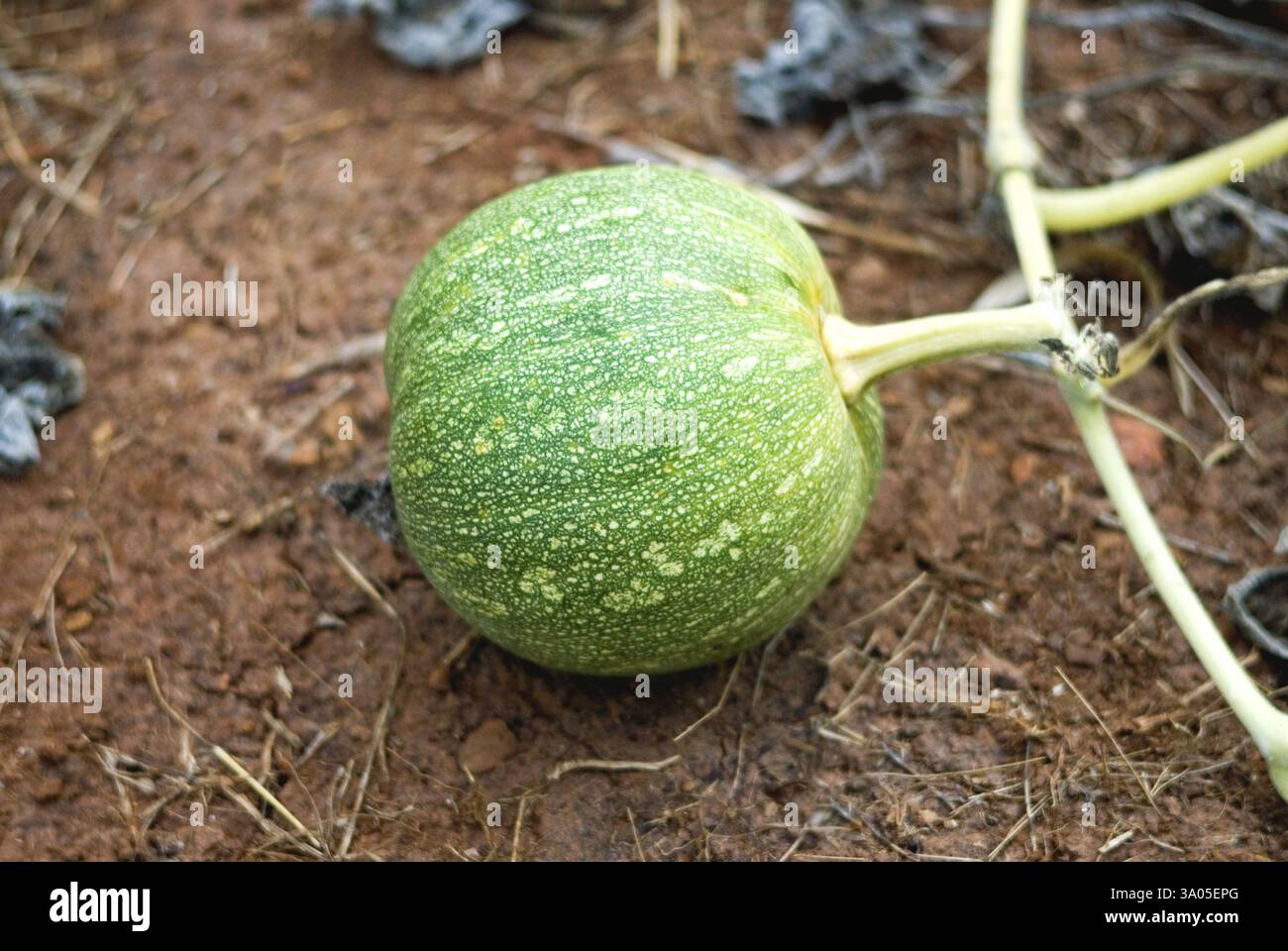 Kaddu vegetable hi-res stock photography and images - Alamy