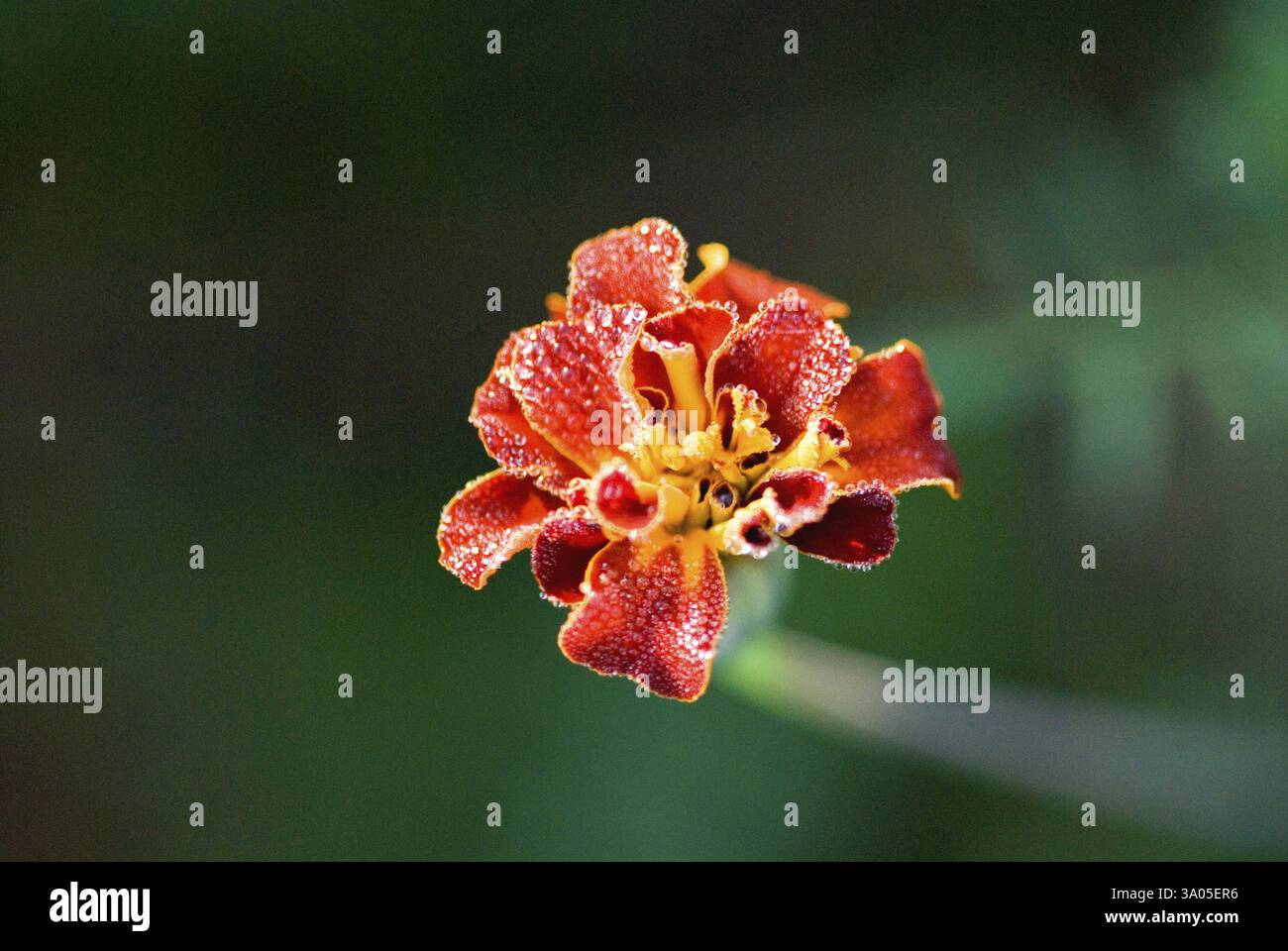 Zendu flower hi-res stock photography and images - Alamy