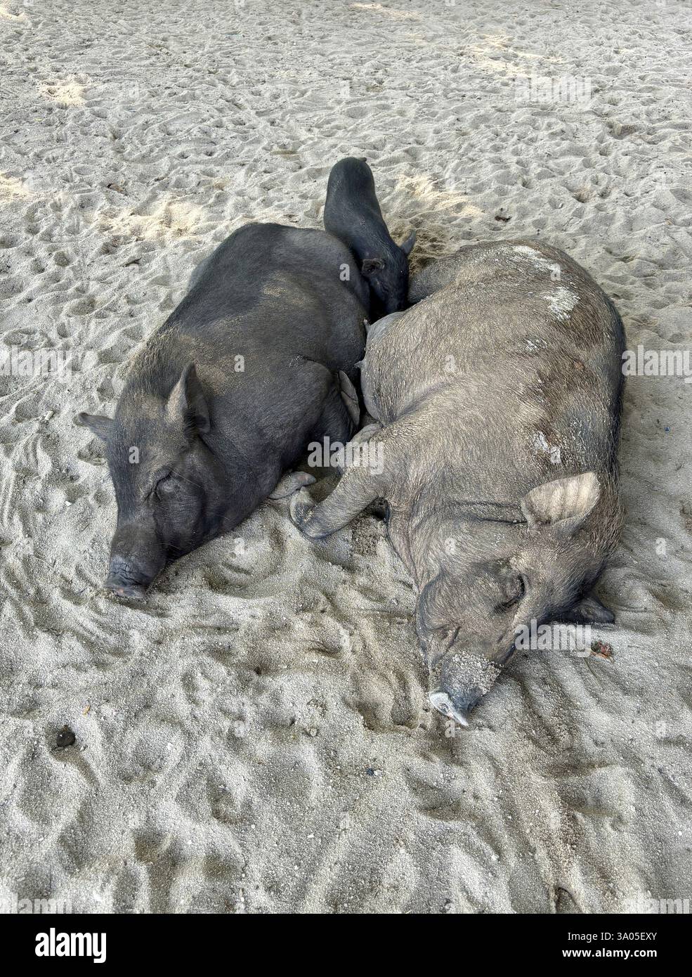 Two pigs lying together relaxing in the sand, koh samui, thailand Stock ...