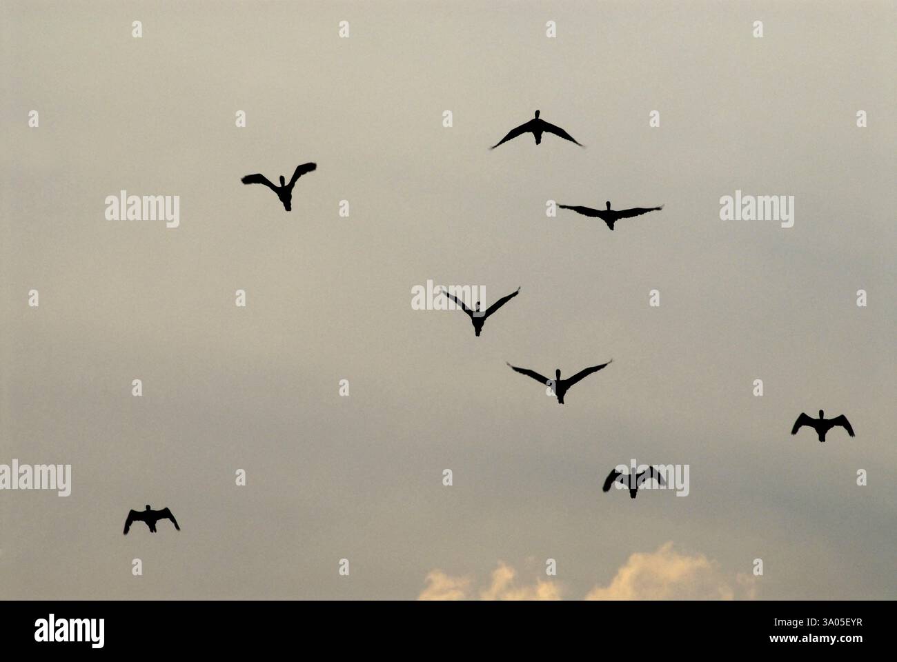 Wild ducks flying in sky at sunset, Pune, Maharashtra, India, Asia ...