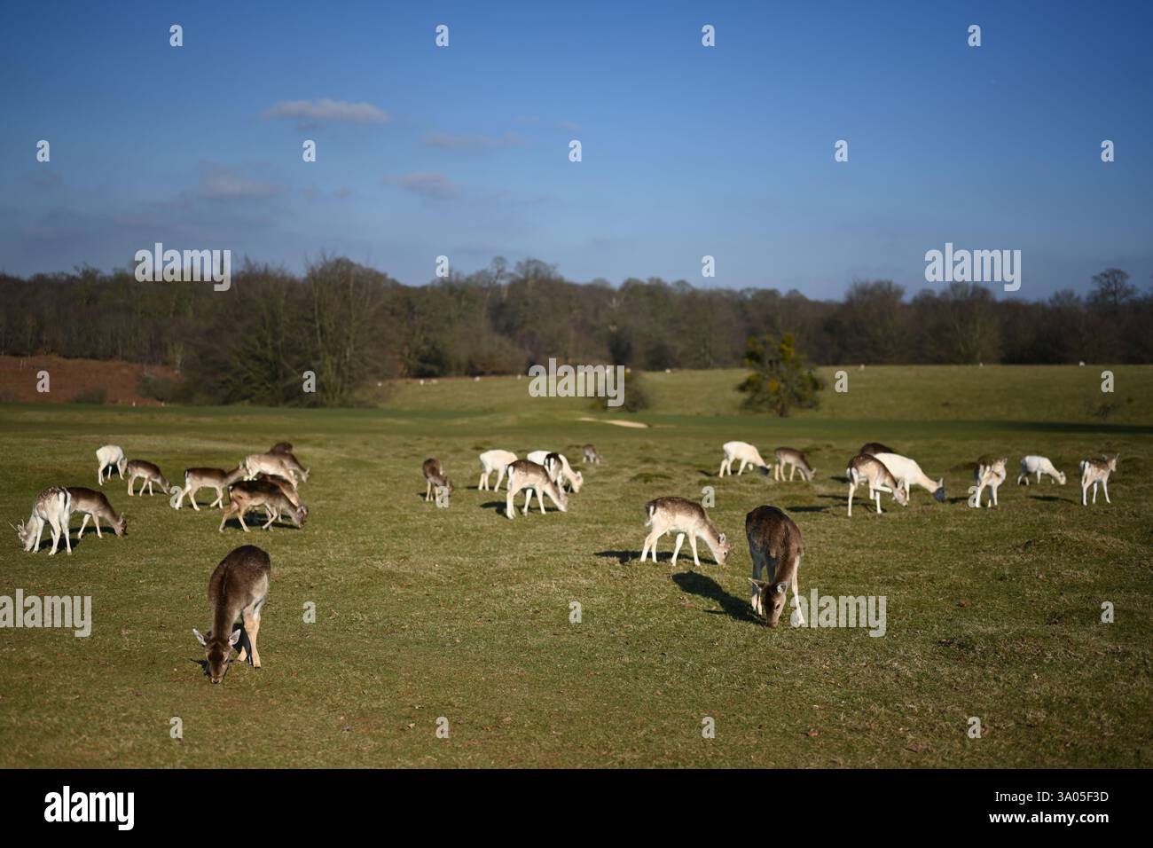 Young animal deer animals hi-res stock photography and images - Alamy
