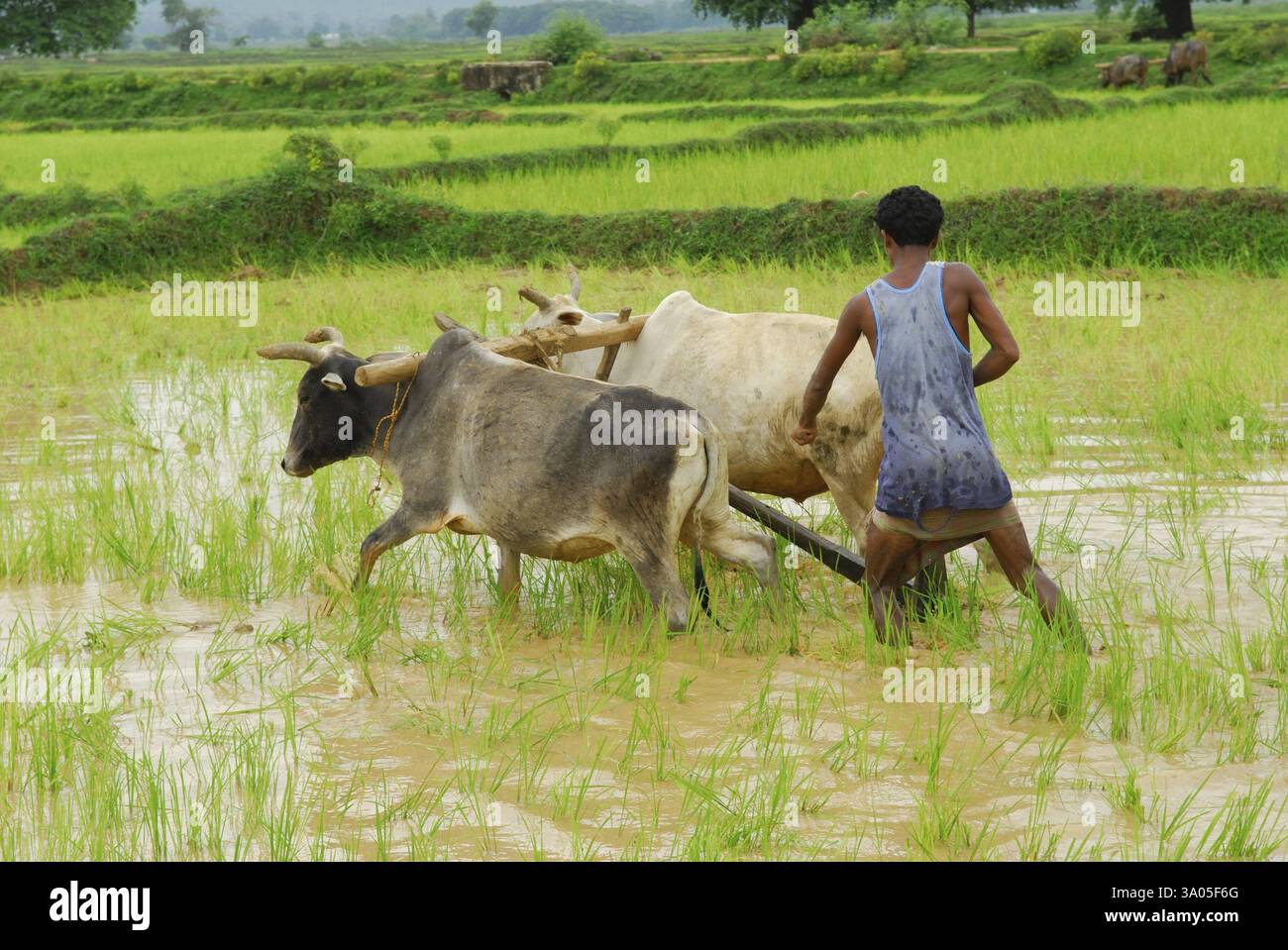 Ho tribes man with bullocks in paddy field, Chakradharpur, Jharkhand ...