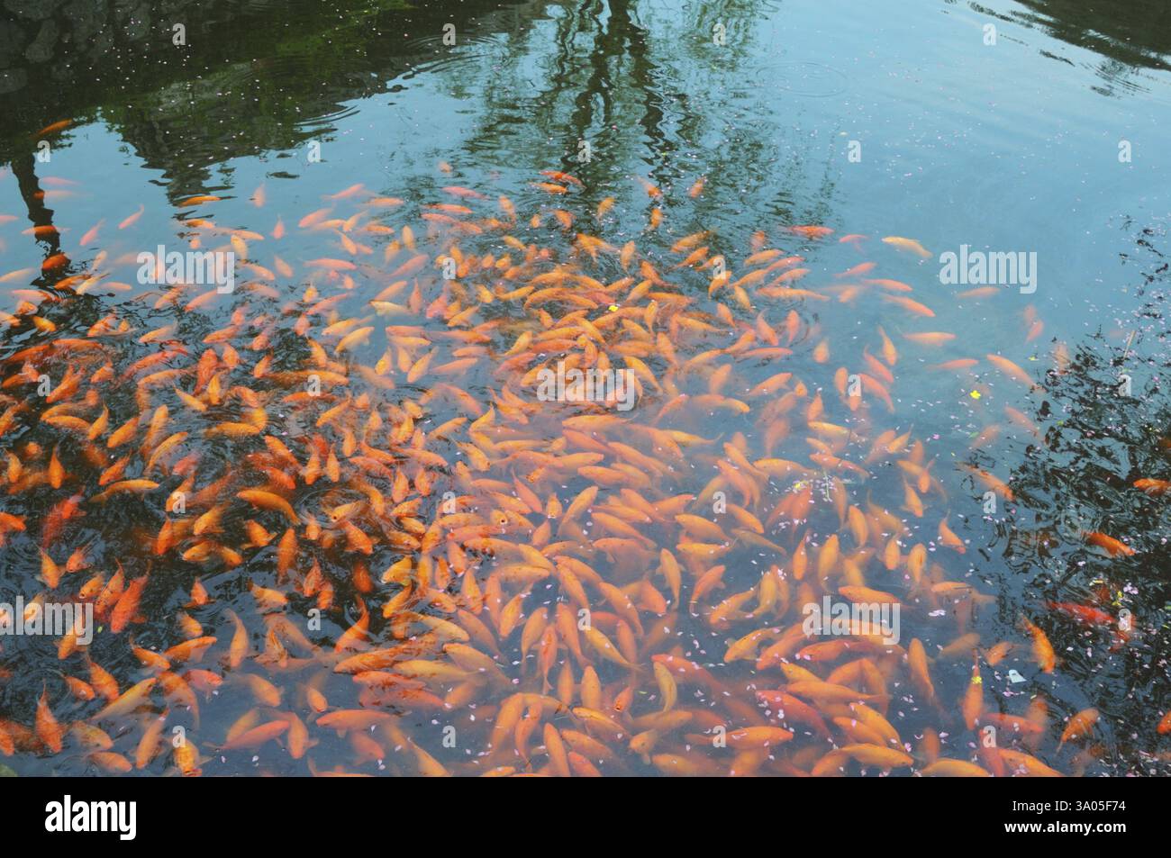 Pond full of goldfish in Dong-Yang palace, China, Asia Stock Photo - Alamy