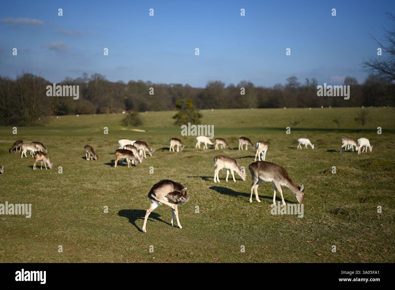 beautiful herd of deer at knole kent england Stock Photo - Alamy