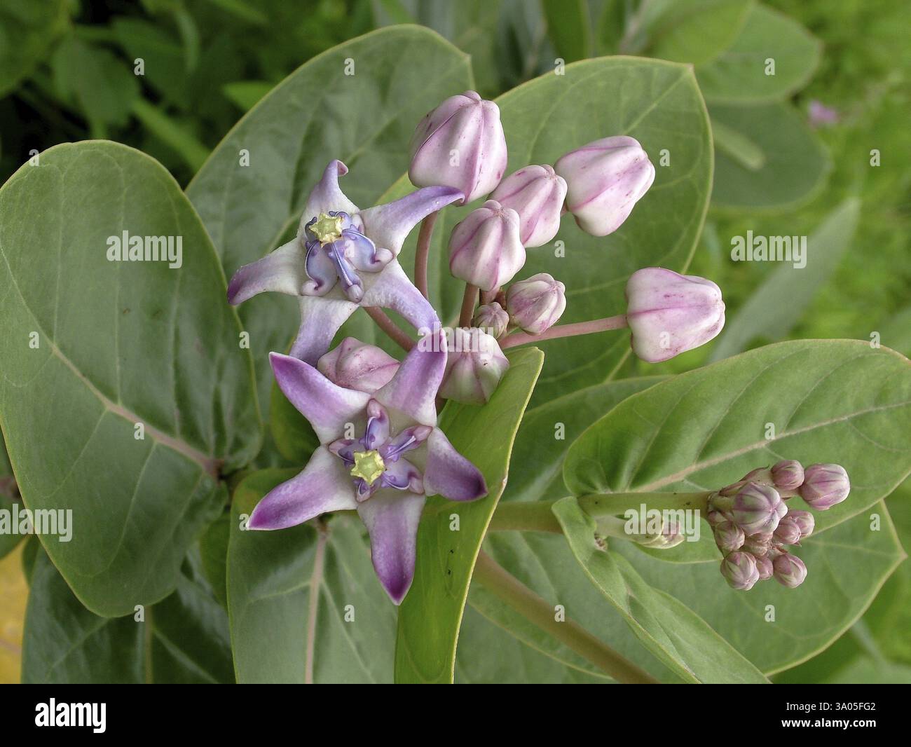 Ruie Calotropis gigantea (Linn) R.Br. Family Asclepiadaceae Stock Photo ...