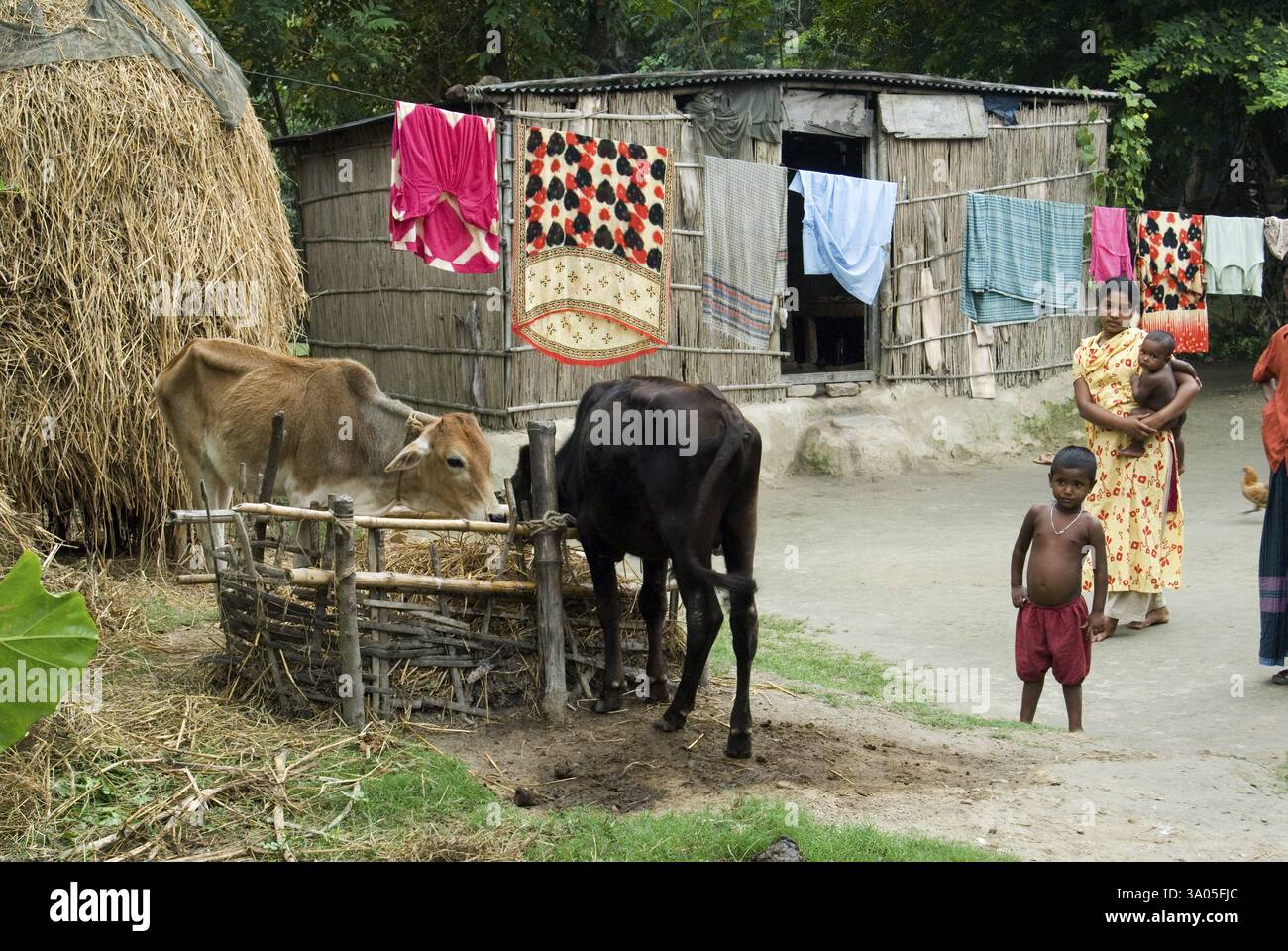 Village Life scene, Bangladesh, Asia Stock Photo - Alamy