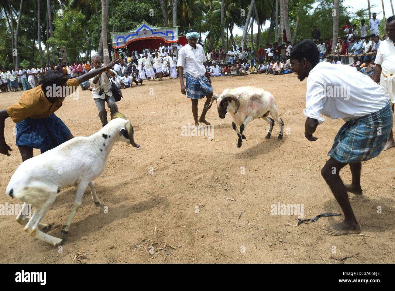 Fighting goats kidaai muttu, Madurai, Tamil Nadu, India, Asia Stock ...