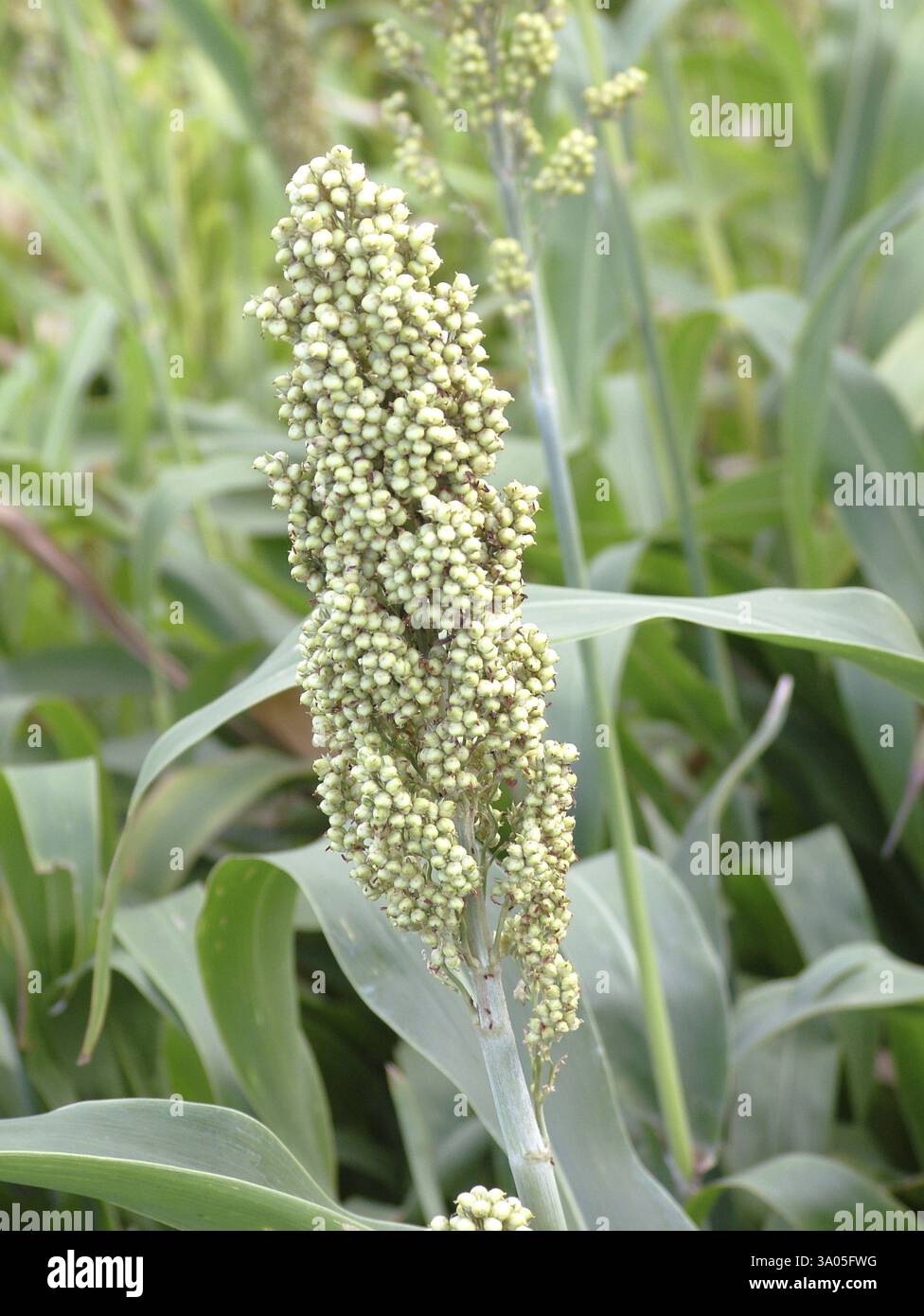 Field of Food Grain, Jawar Sorghum Stock Photo - Alamy