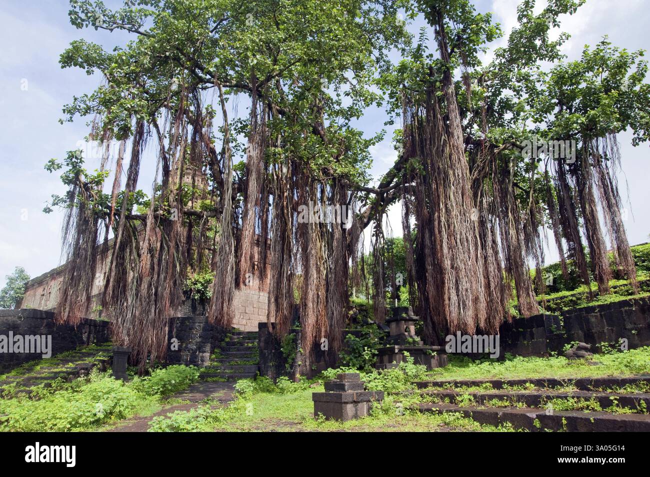 Big banyan tree, Limb, Satara, Maharashtra, India, Asia Stock Photo - Alamy