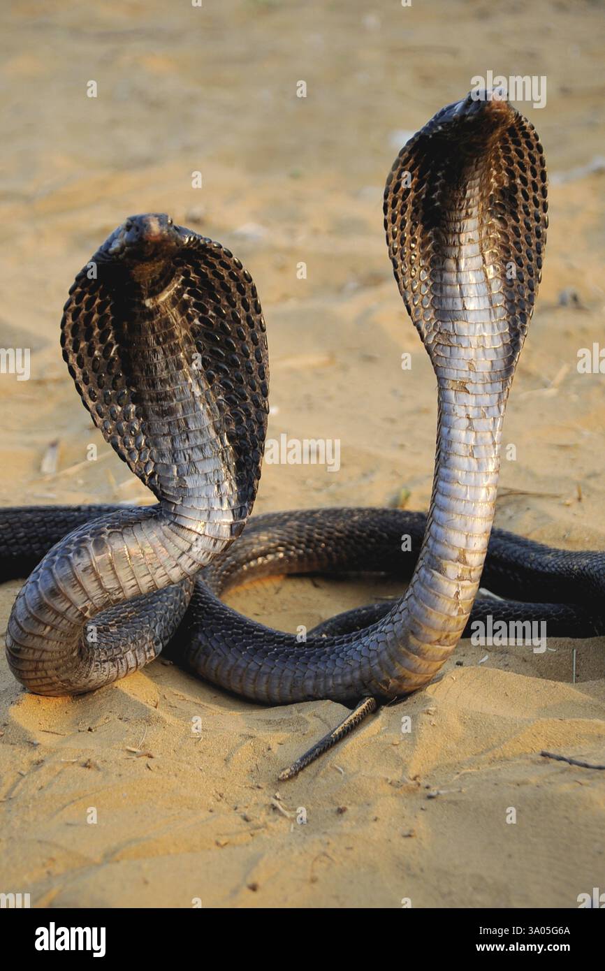 Reptiles, pair of cobra snakes in aggressive position, Pushkar fair ...