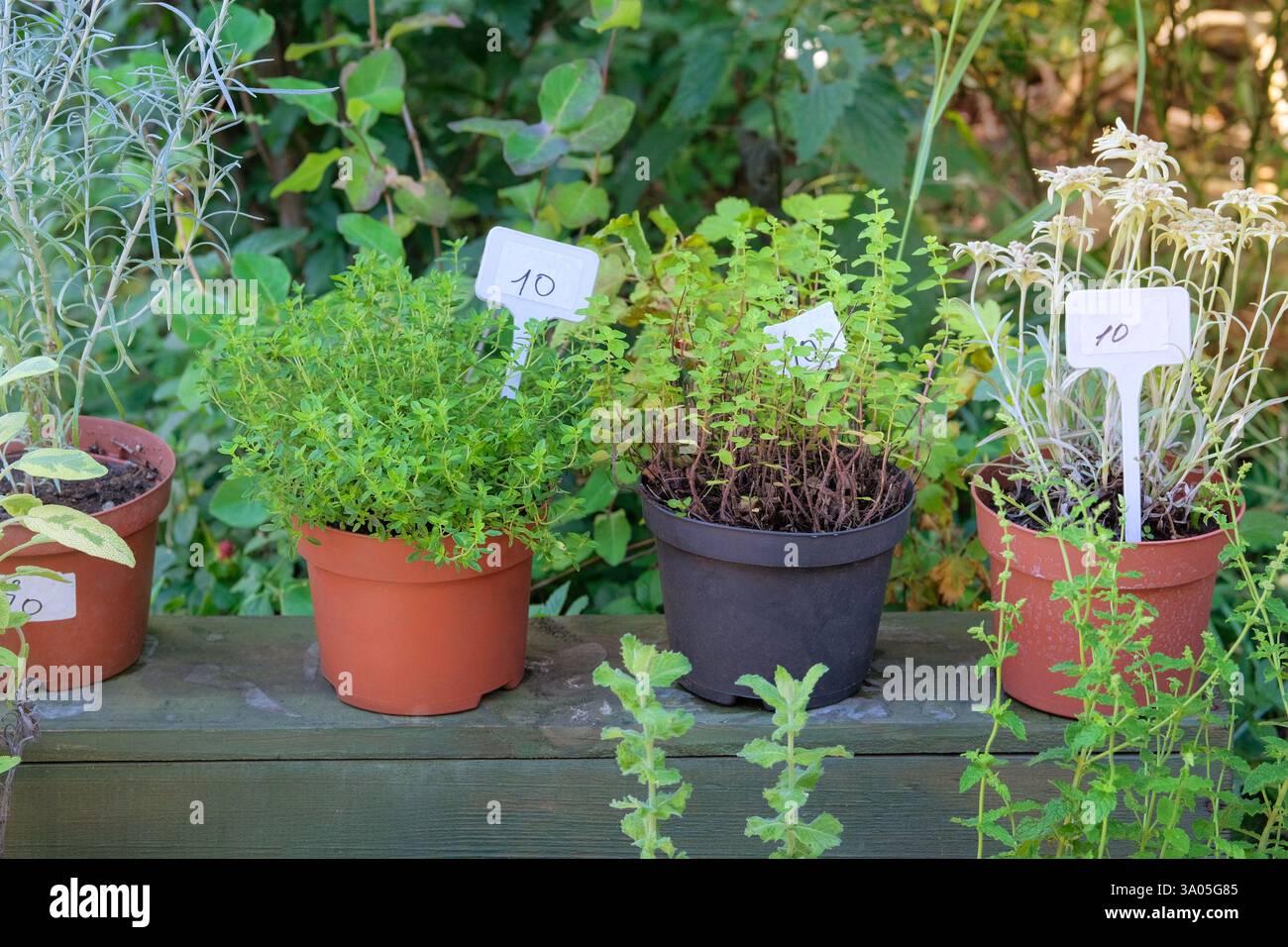 Seedlings in pots in local market. Thymus, Origanum and Leontopodium is ...