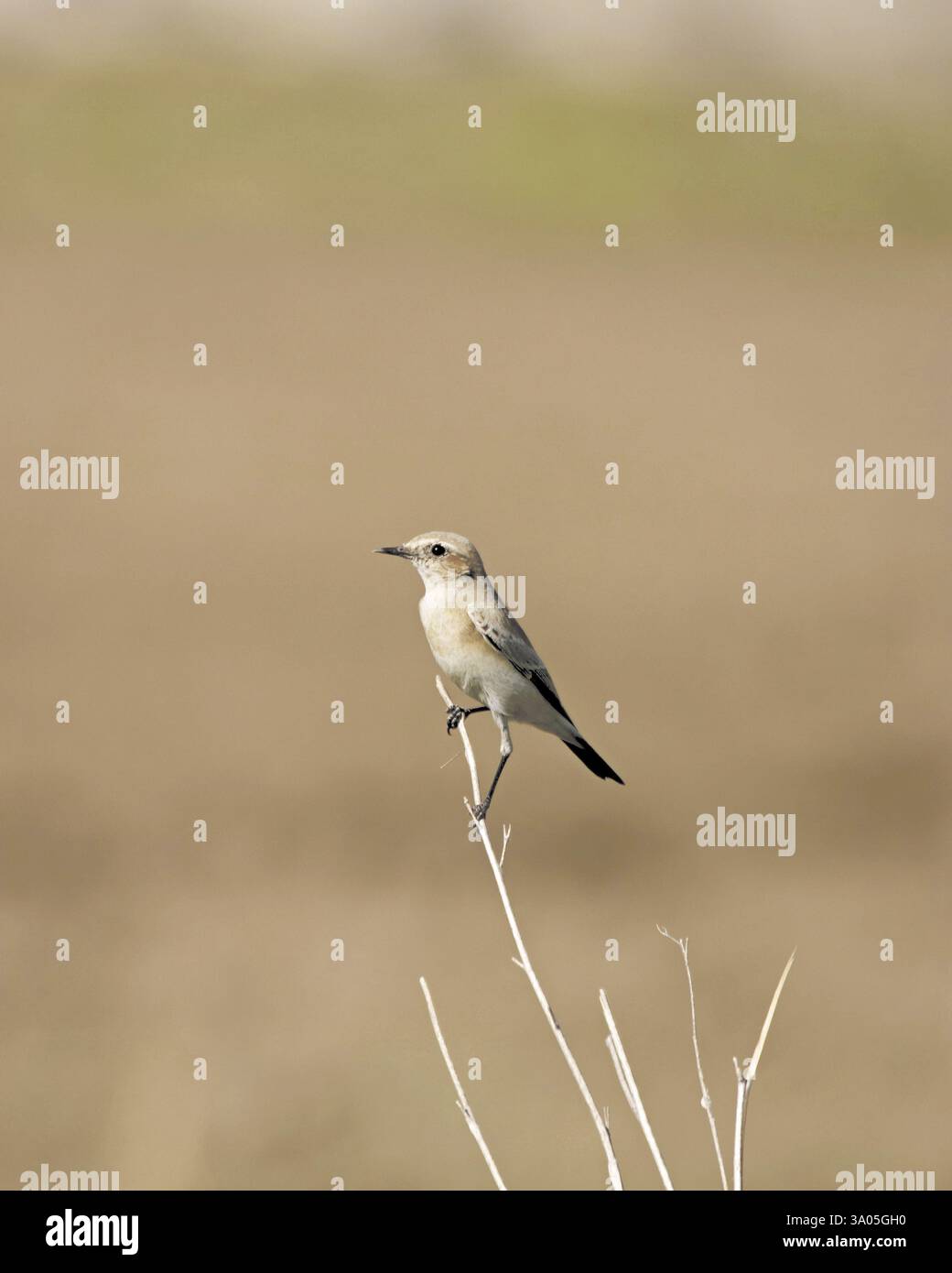 Birds, Isabelline wheatear, Oenanthe isabellina bird, Nimaj, Rajasthan ...