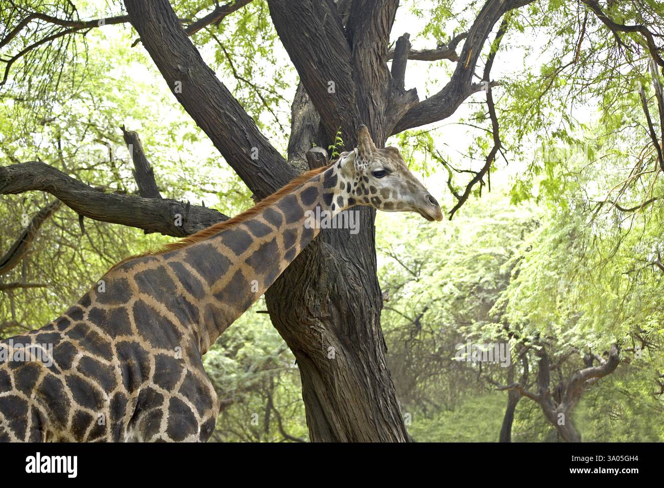 Giraffe, Zoological Park, Delhi, India, Asia Stock Photo - Alamy