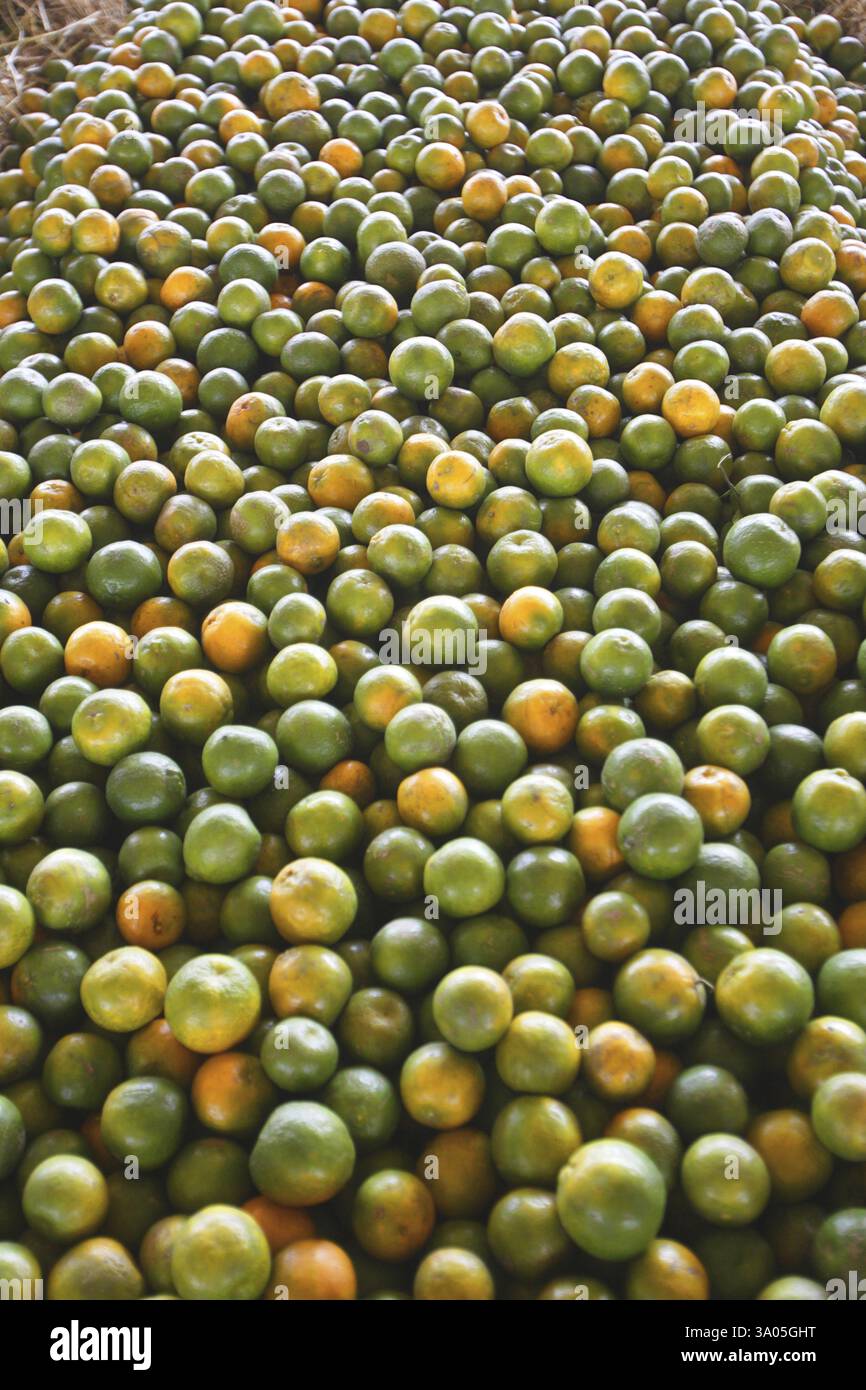 Fruits, oranges, Nagpur, Maharashtra, India, Asia Stock Photo - Alamy