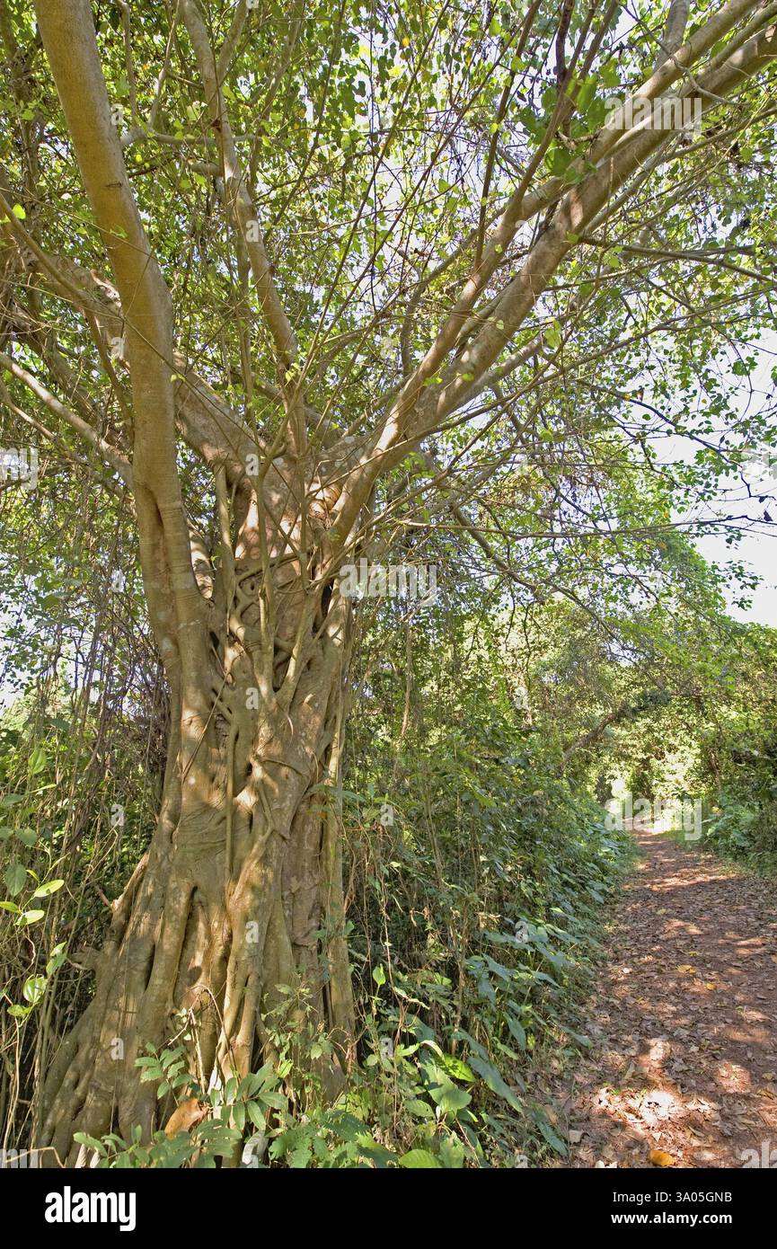 Peepal tree ficus religiosa, Calcutta, West Bengal, India, Asia Stock ...