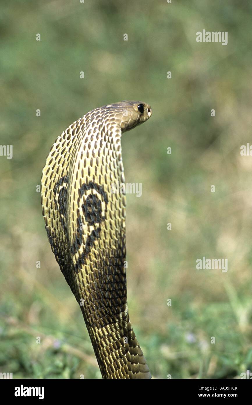 Snake, Indian spectacled cobra naja naja naja Stock Photo - Alamy