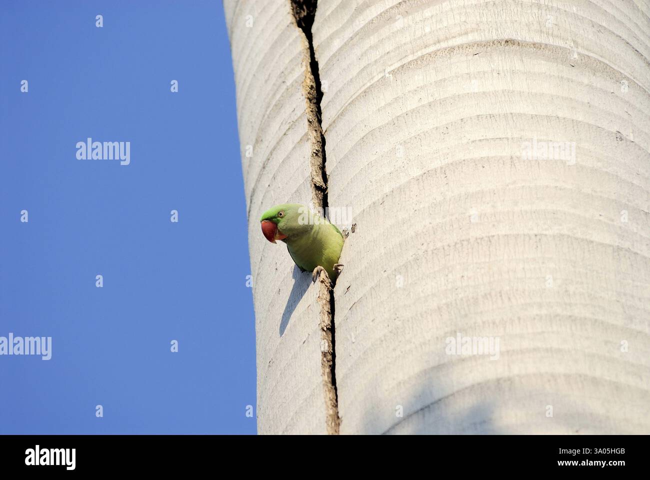 Nestled parrot, India, Asia Stock Photo - Alamy