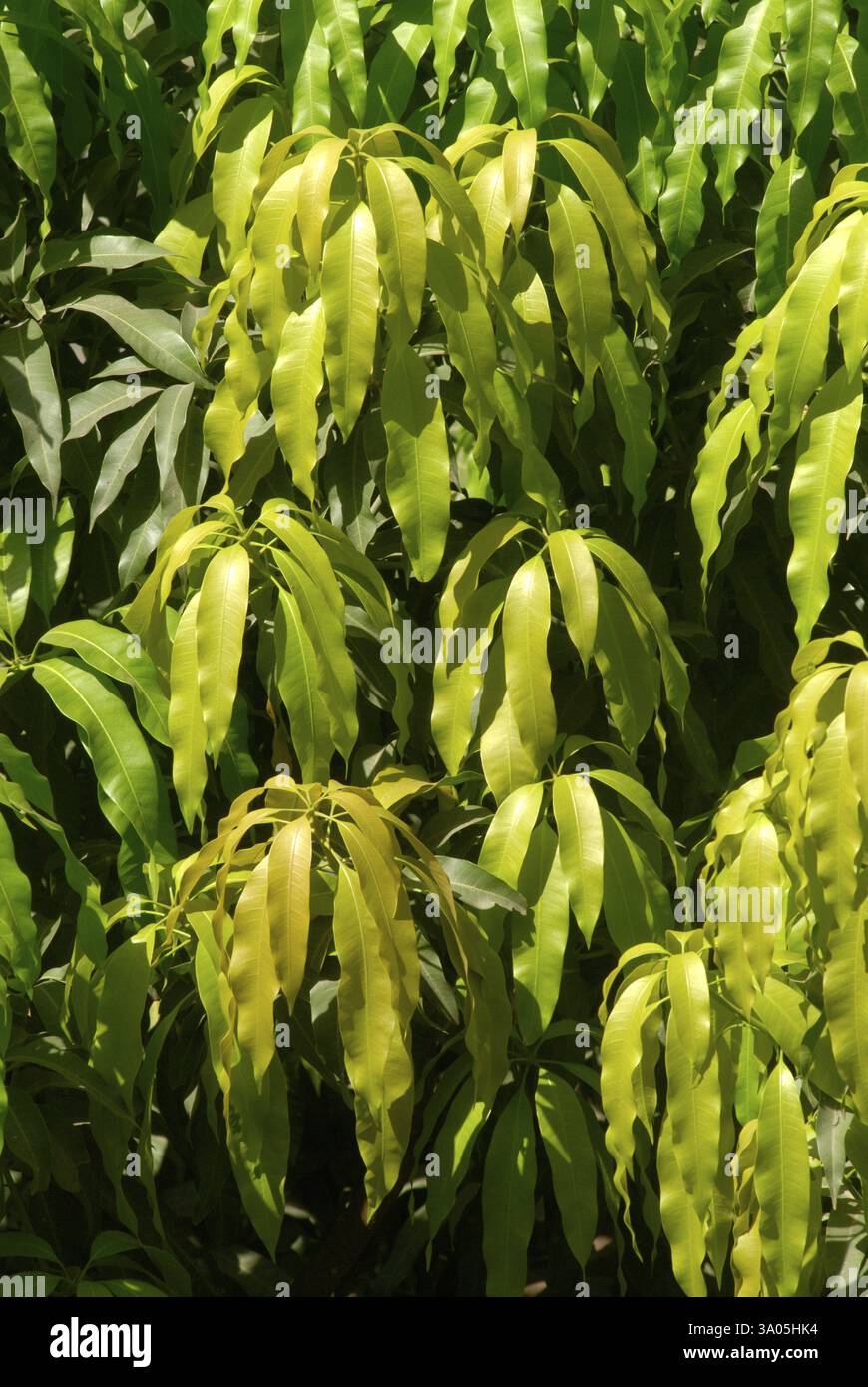 Lush Green leaves of mango tree auspicious in Hindu religion, Thane ...