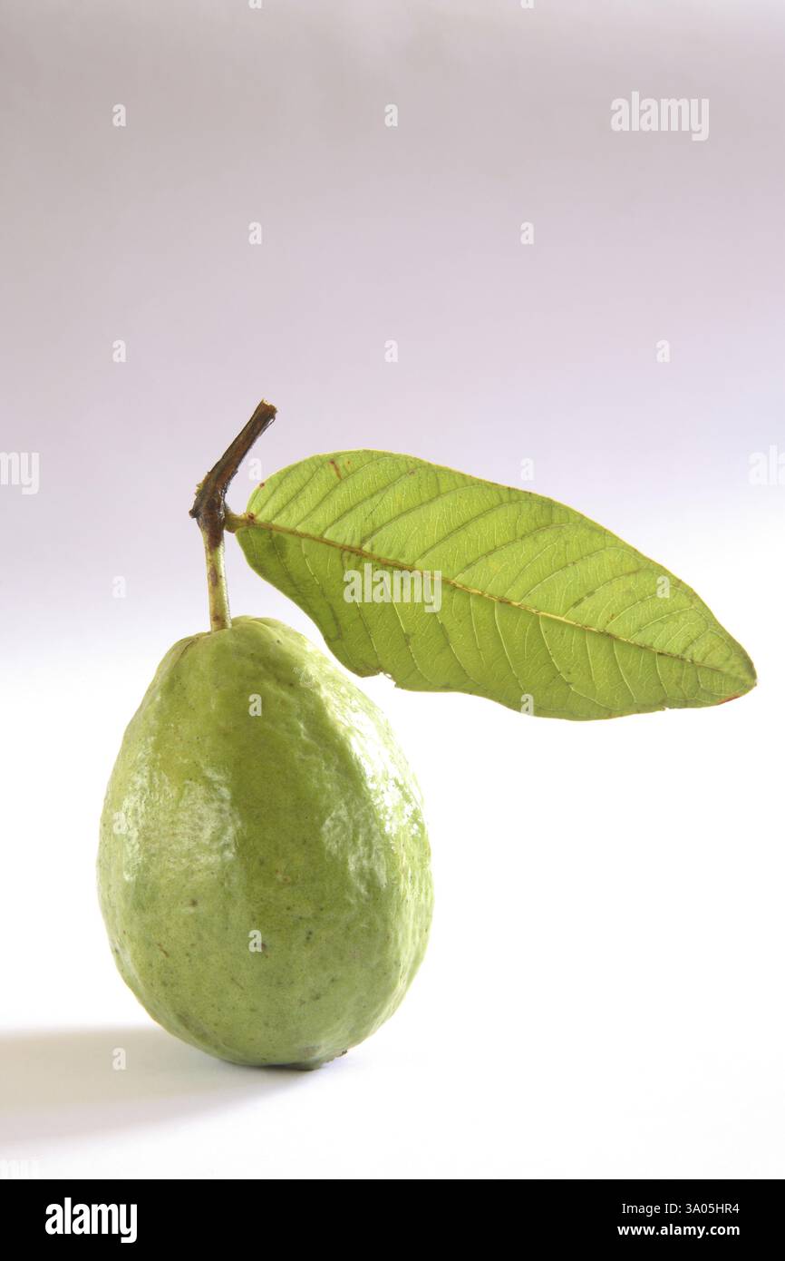 Fruits, amrood guava psidium guyava with green leaf on white background ...