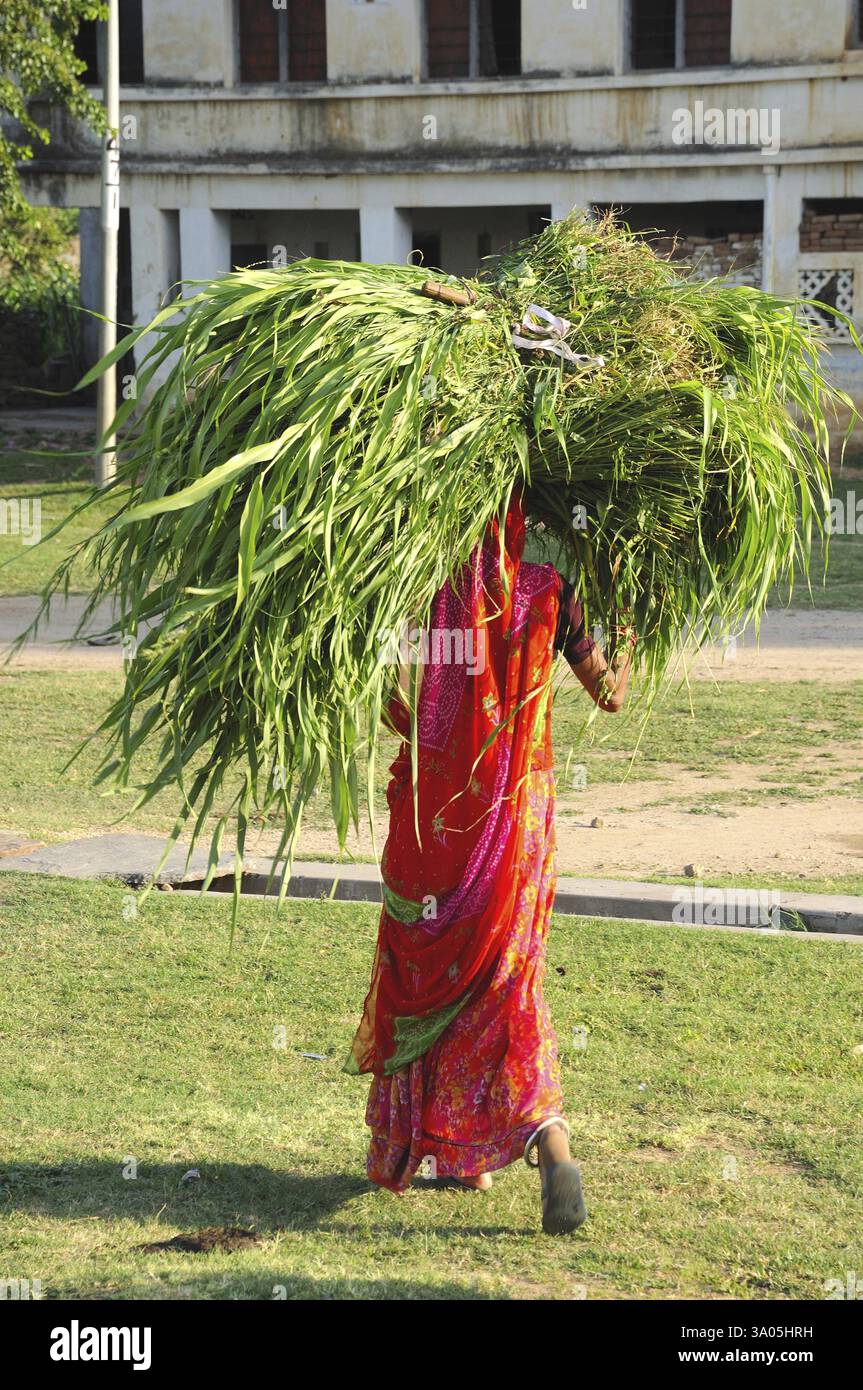 Lady carrying green grasses, Kamli ghat, Udaipur, Rajasthan, India ...