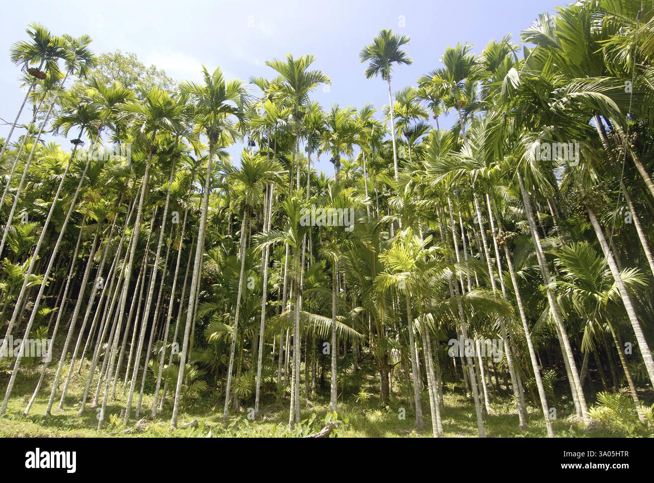 Coconut trees, Andaman and Nicobar Islands, India November 2008 Stock ...