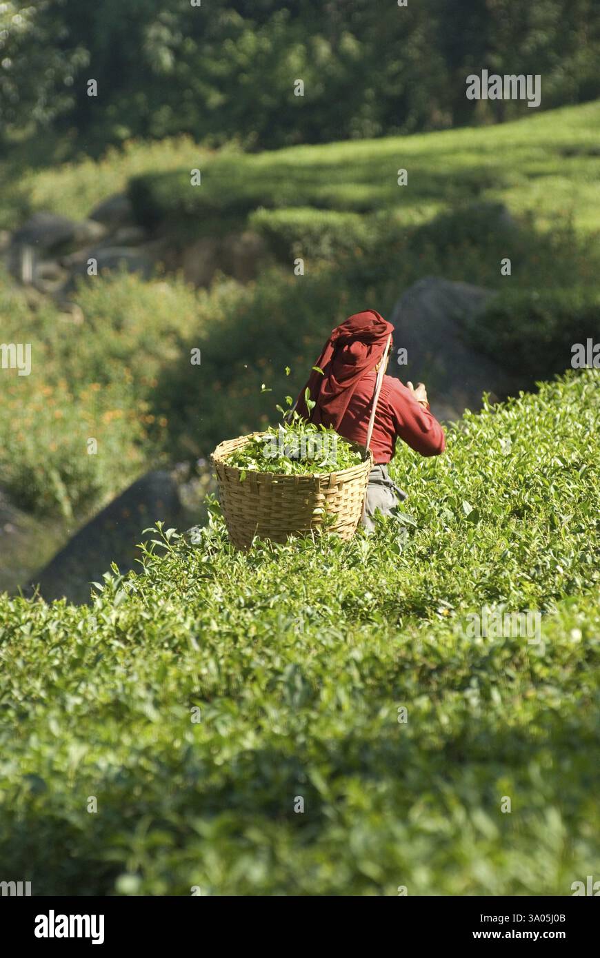 Woman plucking leaves from hi-res stock photography and images - Alamy