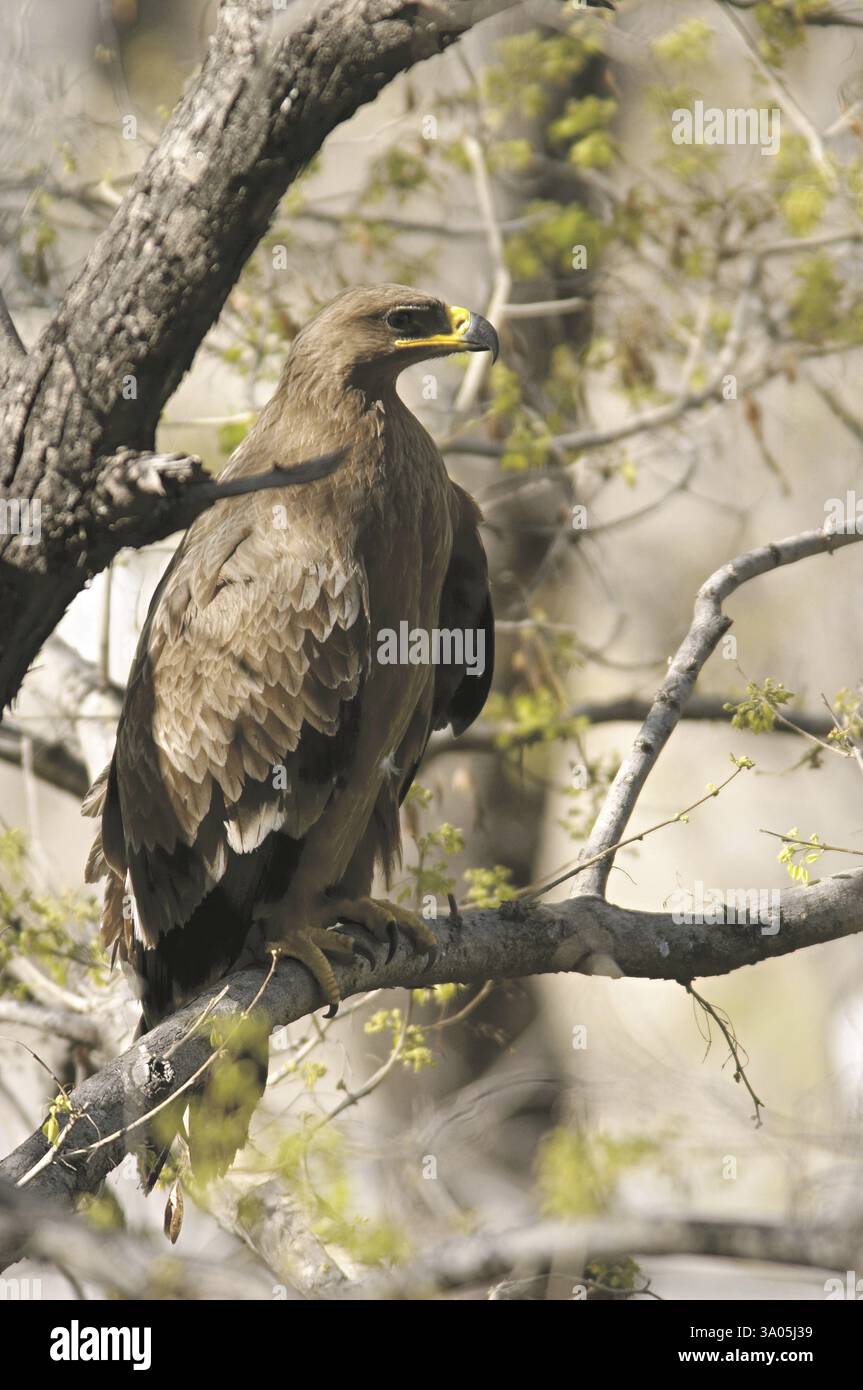 Birds, Steppe Eagle, tawny eagle, Aquila nipalensis, Eagle raptor bird, Shimla, Himachal Pradesh ...