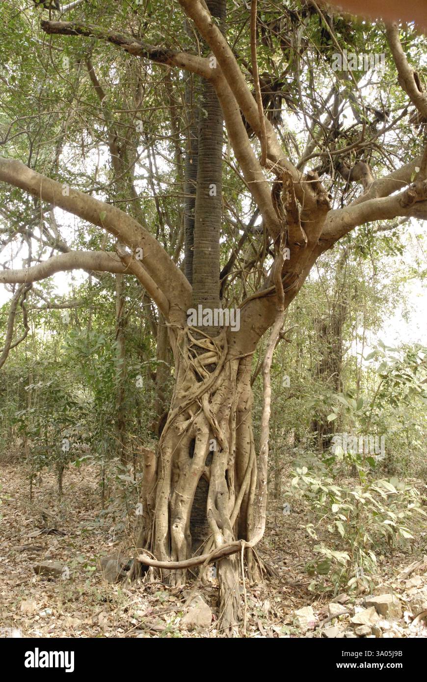 The mens nature reserve hi-res stock photography and images - Alamy