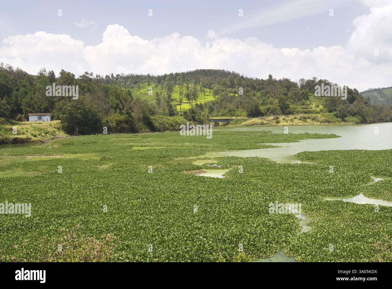 Pykara lake, Udhagamandalam Ooty, Tamil Nadu, India, Asia Stock Photo ...