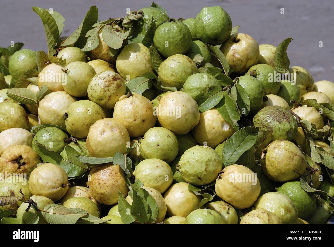 Guva fruits at Dharampuri, Tamil Nadu, India, Asia Stock Photo - Alamy