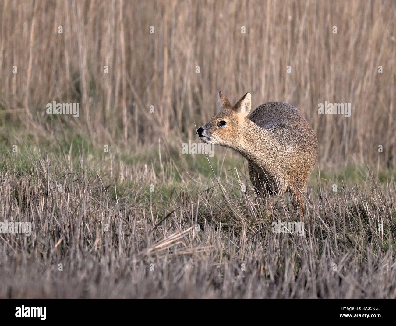 Chinese Water Deer Hydropotes searching for an intruder on North ...