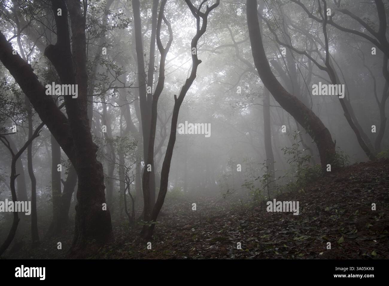 View of forest in Monsoon Season on Hill station, Matheran, Maharashtra ...