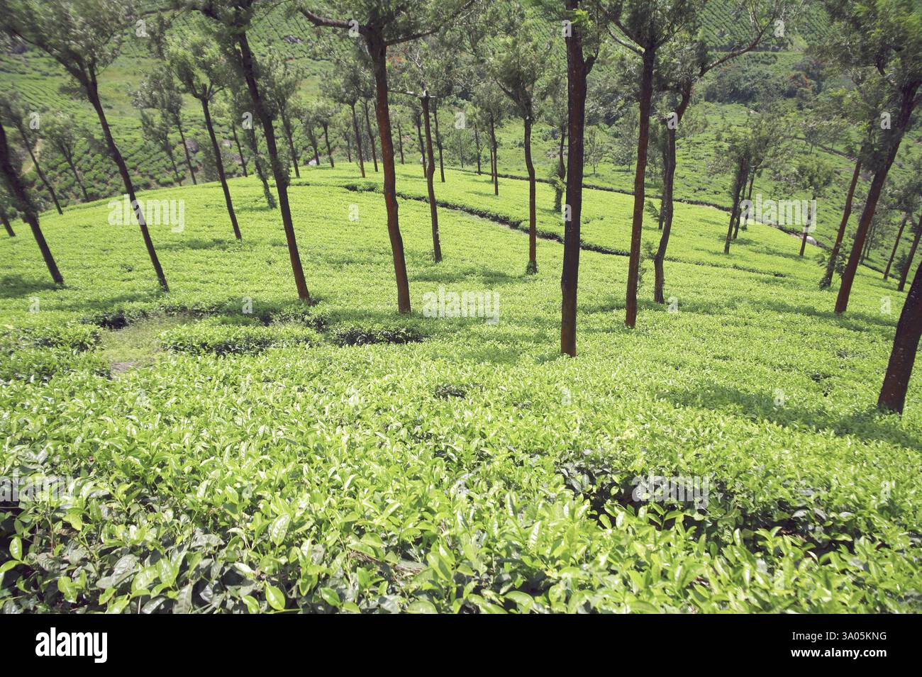 Tea farm, Munnar, Kerala, India, Asia Stock Photo - Alamy