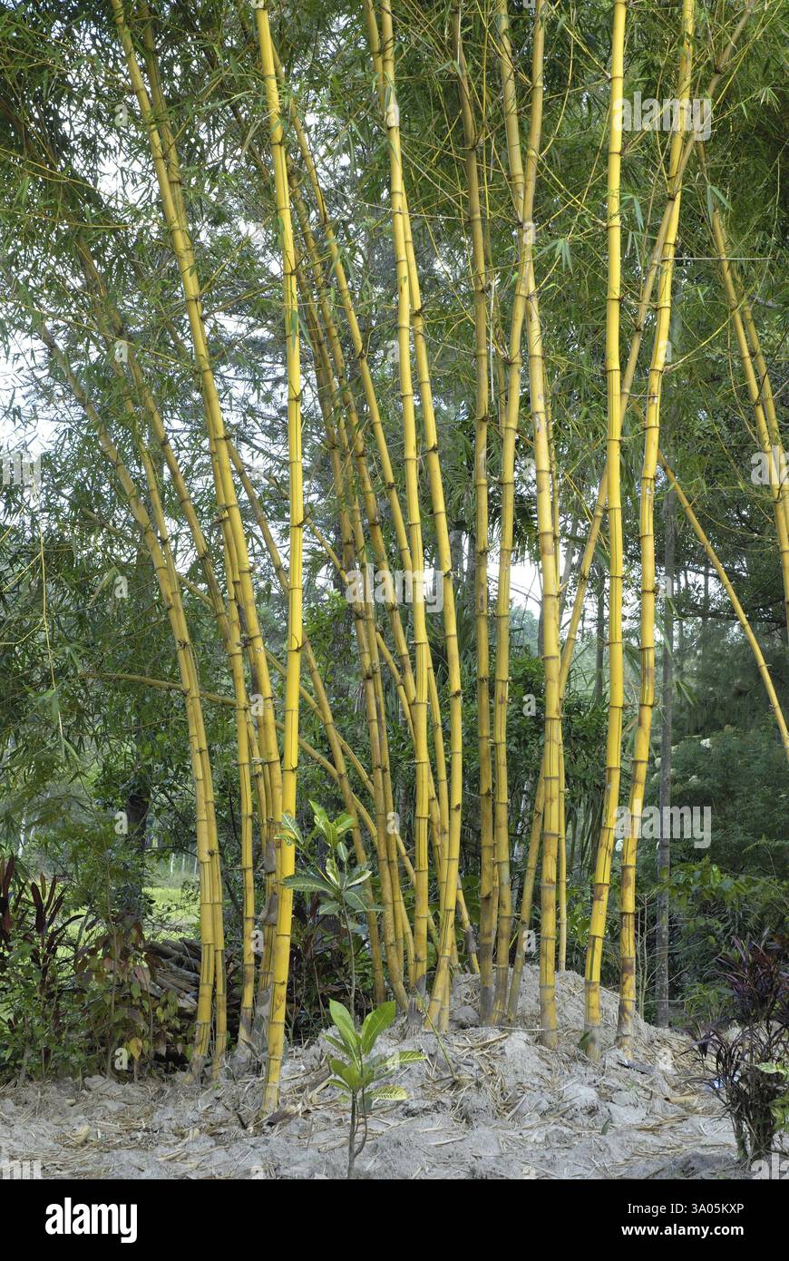 Bamboo tree at Coorg, District Mangalore, Karnataka, India, Asia Stock ...