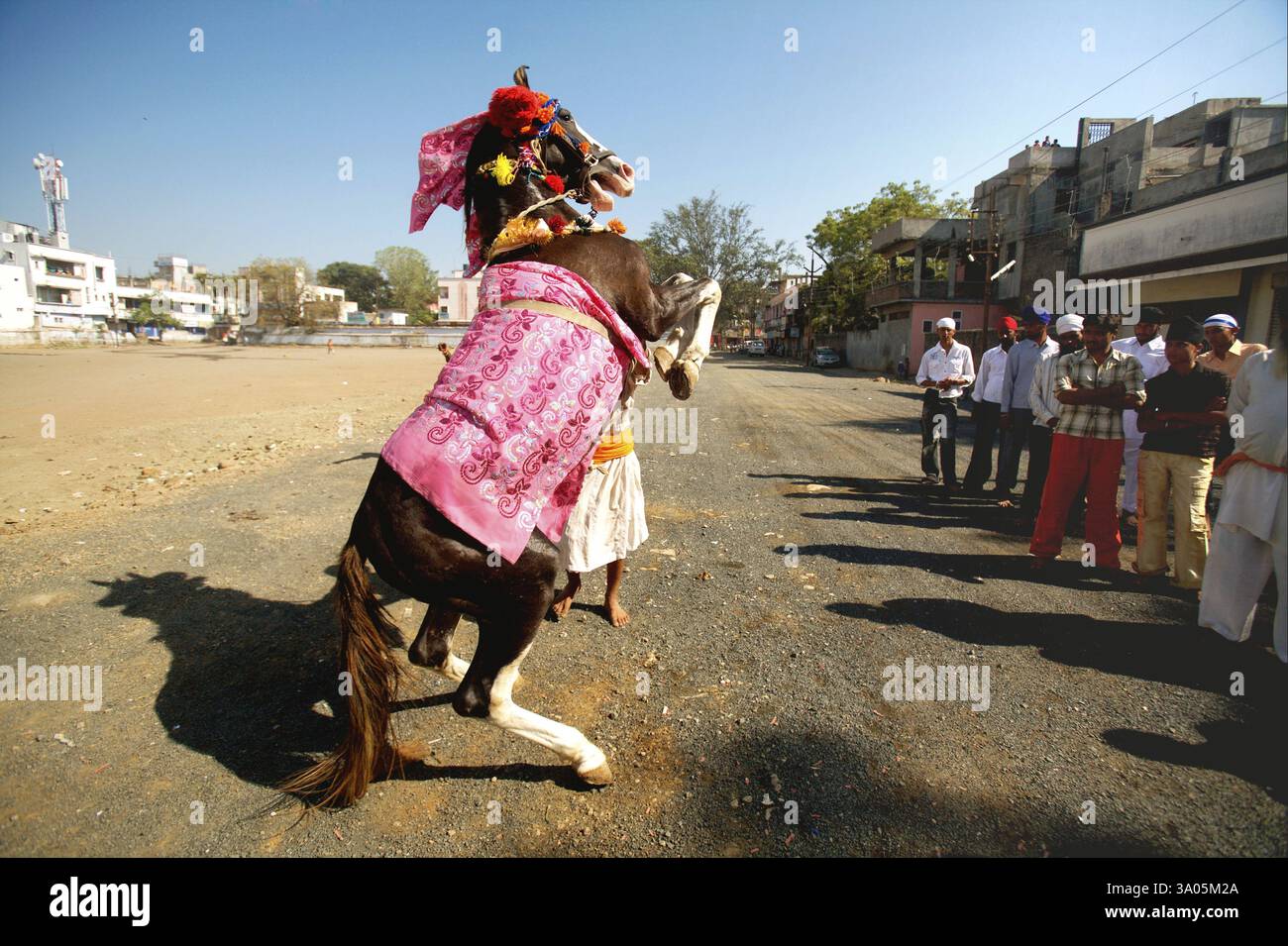 Horse belonging to Nihangs or Sikh warriors dancing near Sachkhand ...