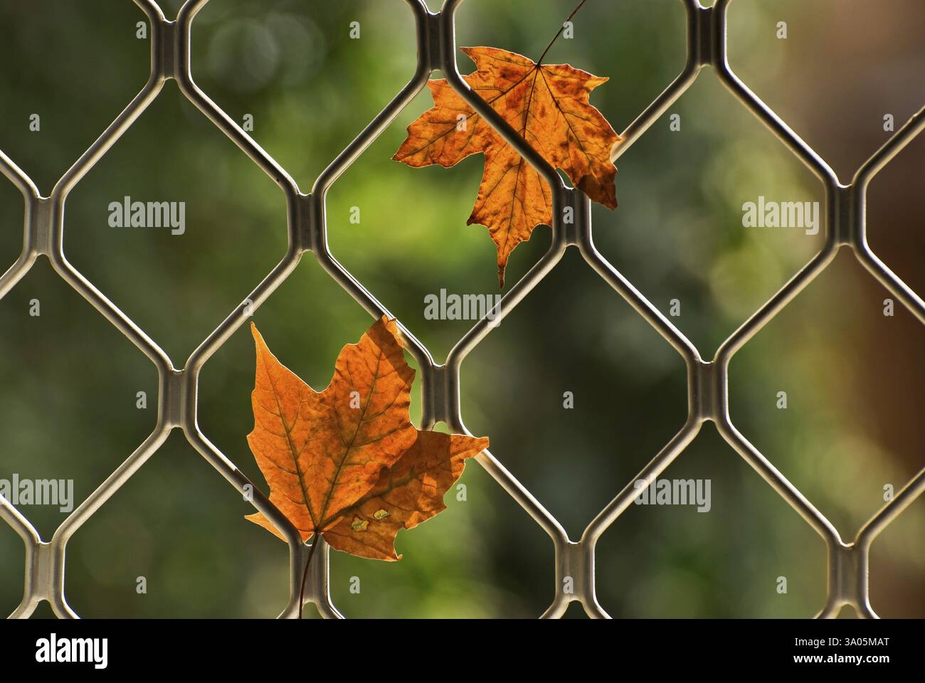 Maple leaves dried and withered in autumn and trapped in window grill ...