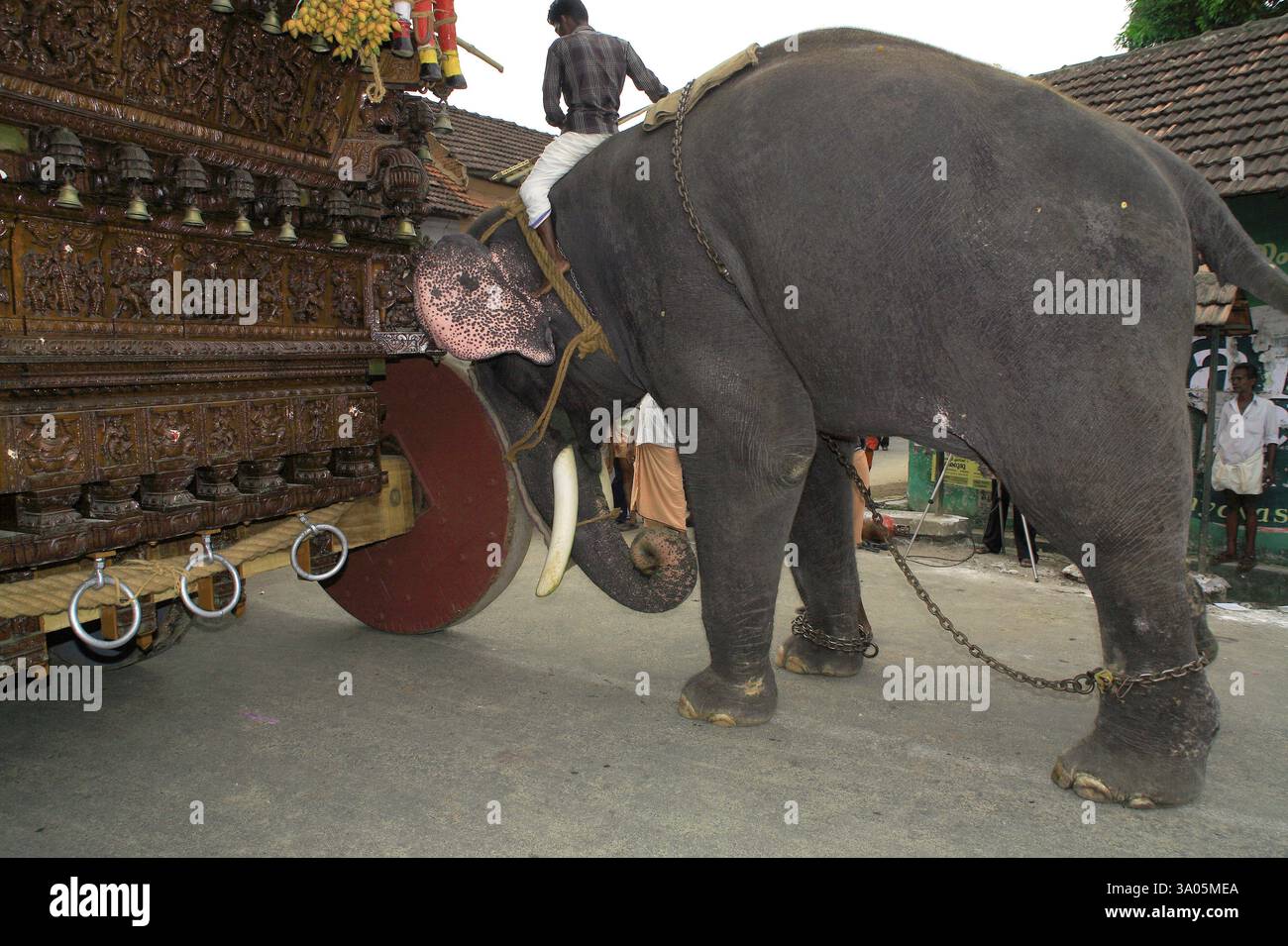Mahout on elephant pushing rath at Chariot festival, Palakad Palakkad ...