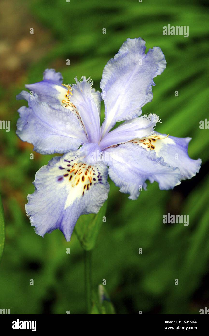 Iris orchids hi-res stock photography and images - Alamy
