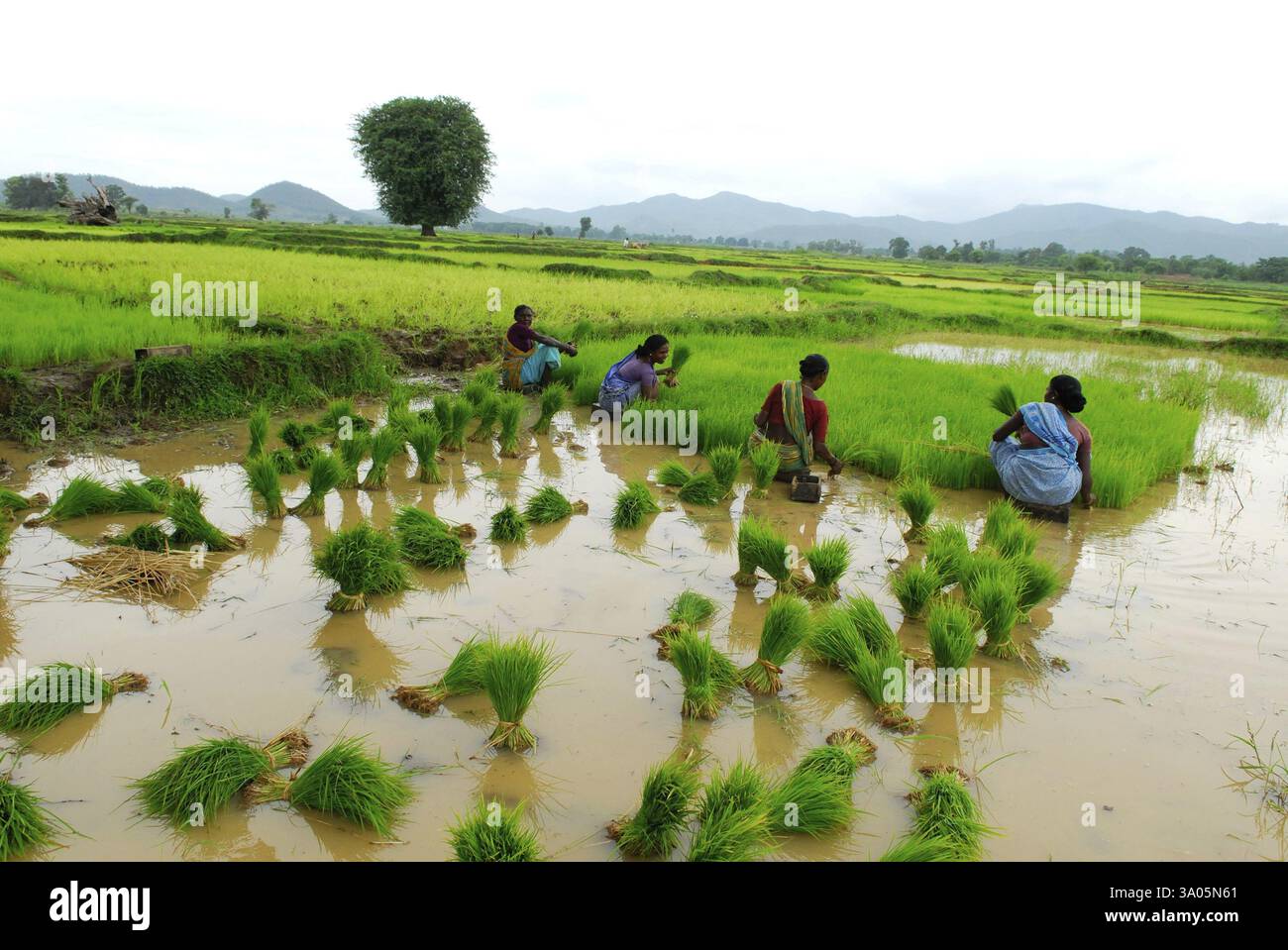 Ho tribes women working in paddy field, Chakradharpur, Jharkhand, India ...